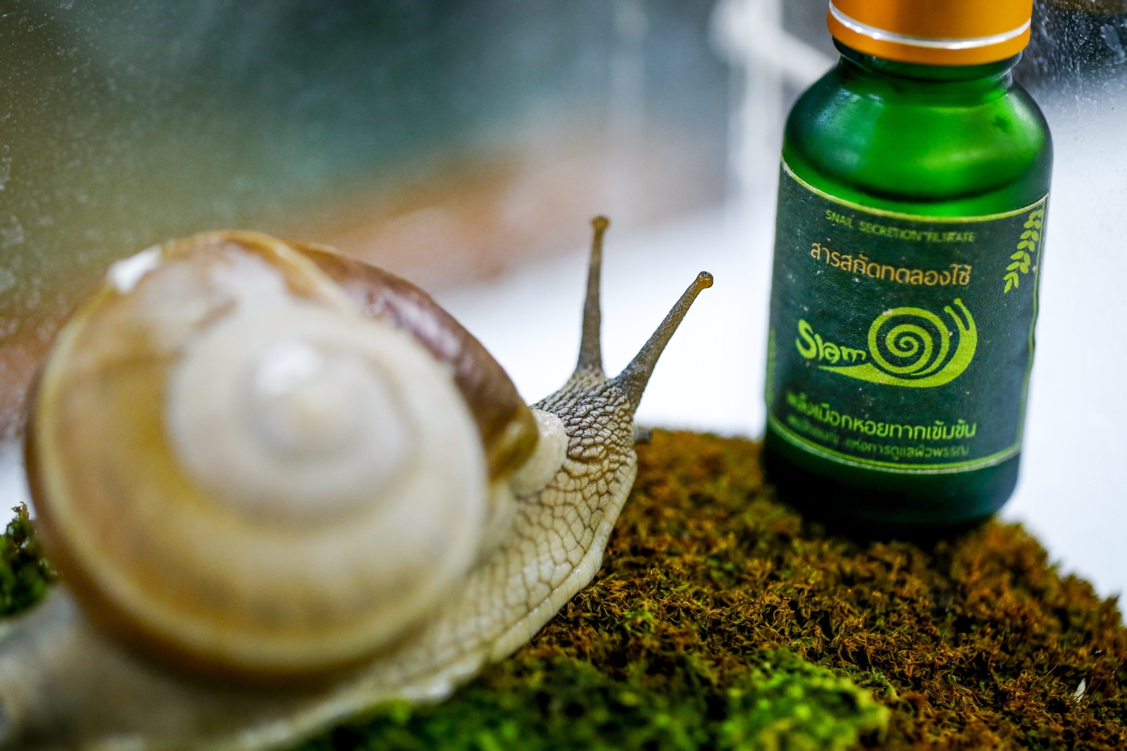 Hlemýždí sliz. Stojí za zkoušku?